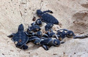 Quintana Roo's sea turtle breeding season deemed a success