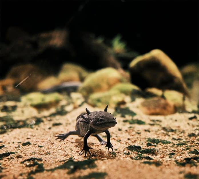 UNAM promotes "Adopt an Axolotl" campaign to fund conservation