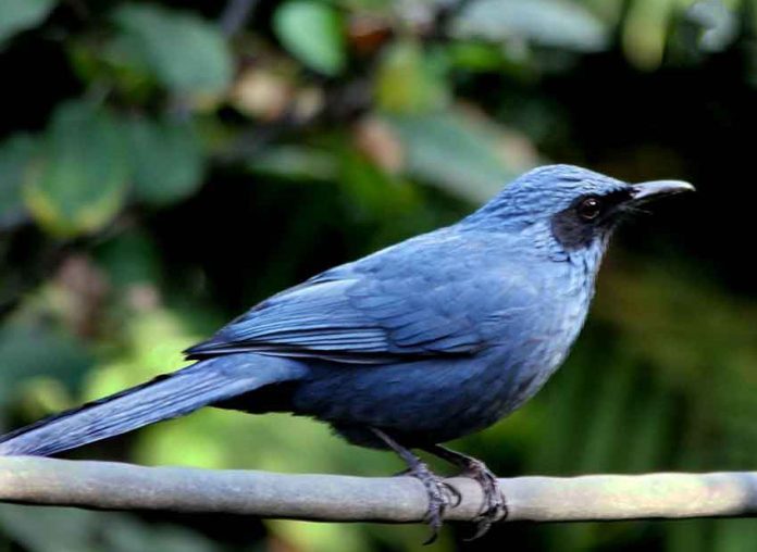 Want to connect with hidden wildlife in your yard? Try Mexican fruit!