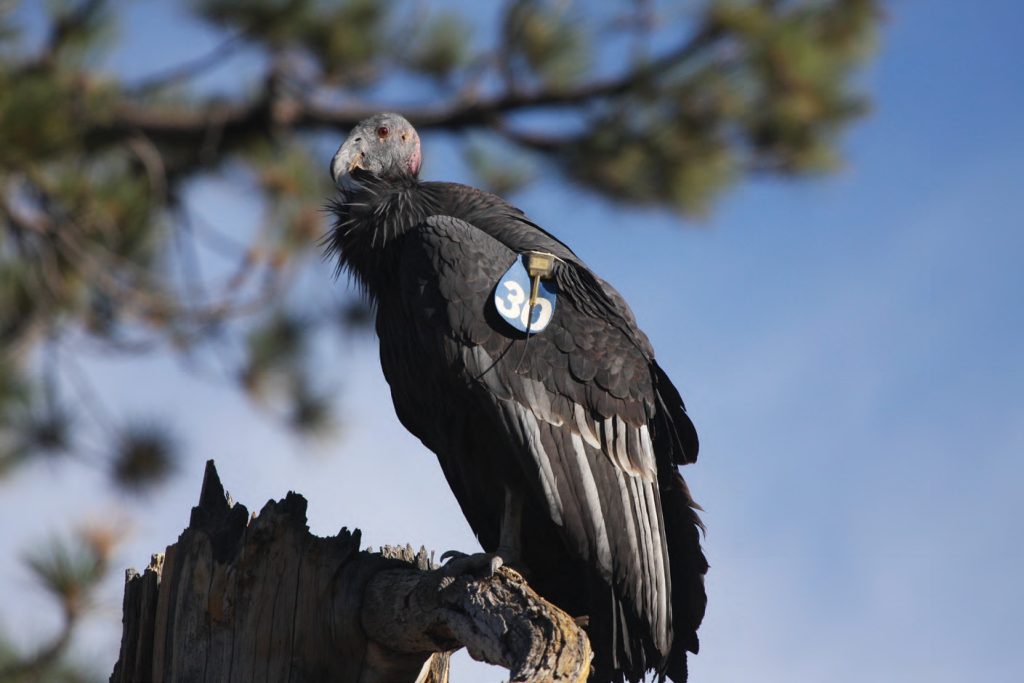 Mexico-US condor conservation program may add CDMX zoo