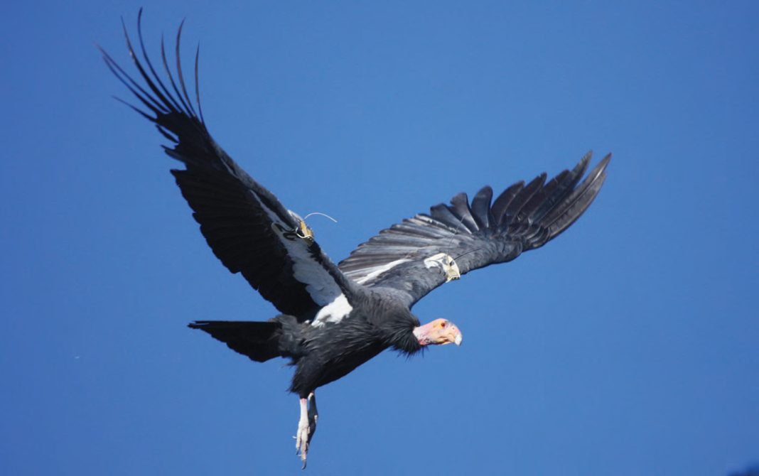 Mexico-US condor conservation program may add CDMX zoo