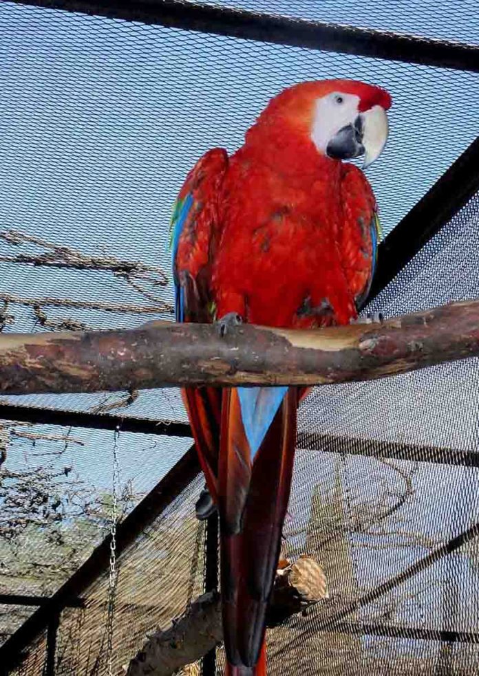 Bird sanctuary has big plans to release macaws into Jalisco's skies