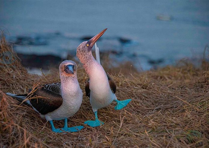 At Mexico's 'Galapagos,' get a close-up look at stunning biodiversity