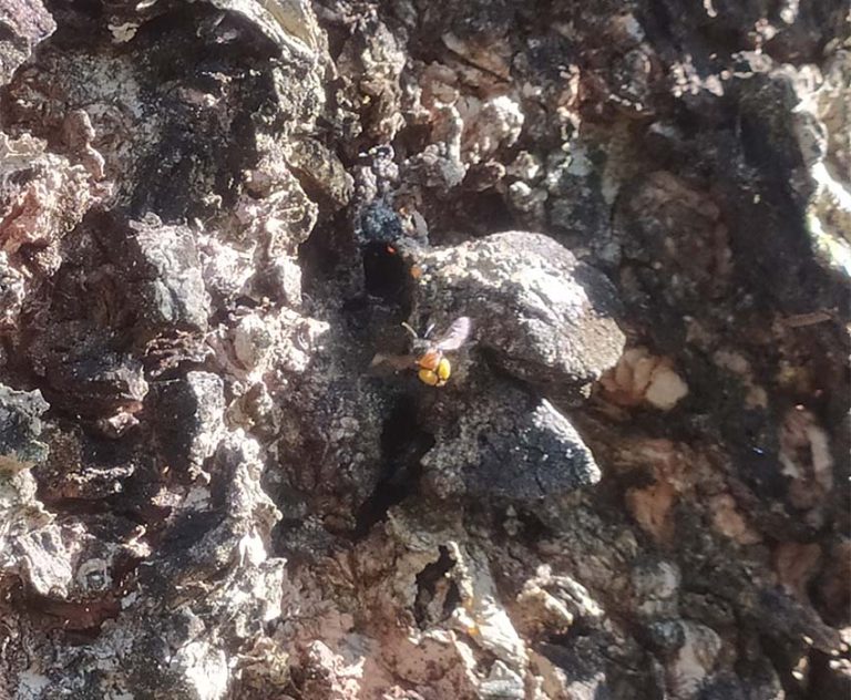 Melipona honey: The ancient Mayan elixir facing extinction