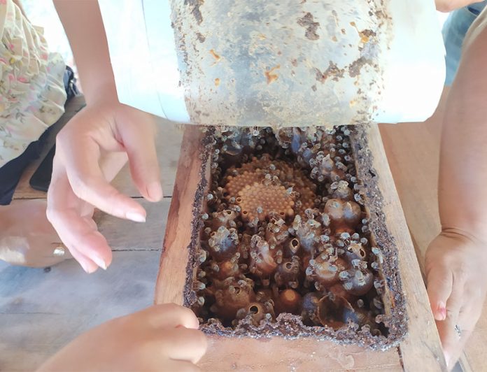 Melipona honey: The ancient Mayan elixir facing extinction