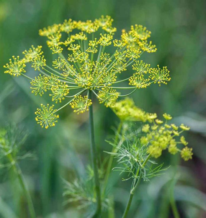 Spring has sprung, and that means fresh dill!