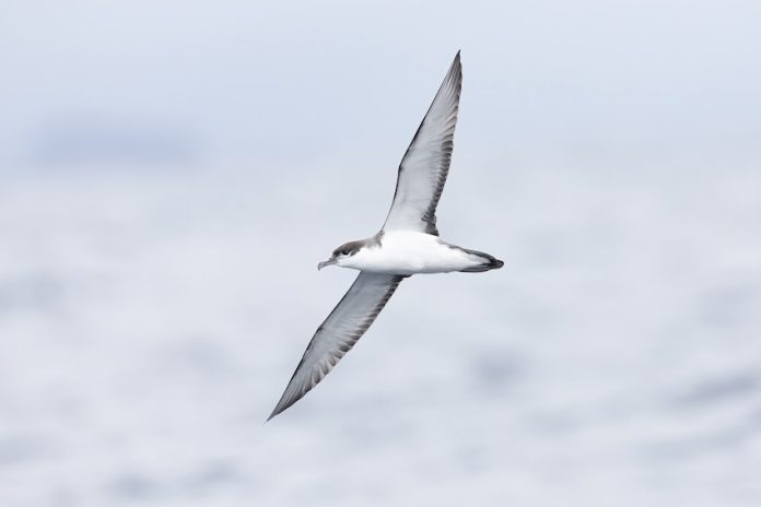 Dead birds found on Pacific coast attributed to El Niño