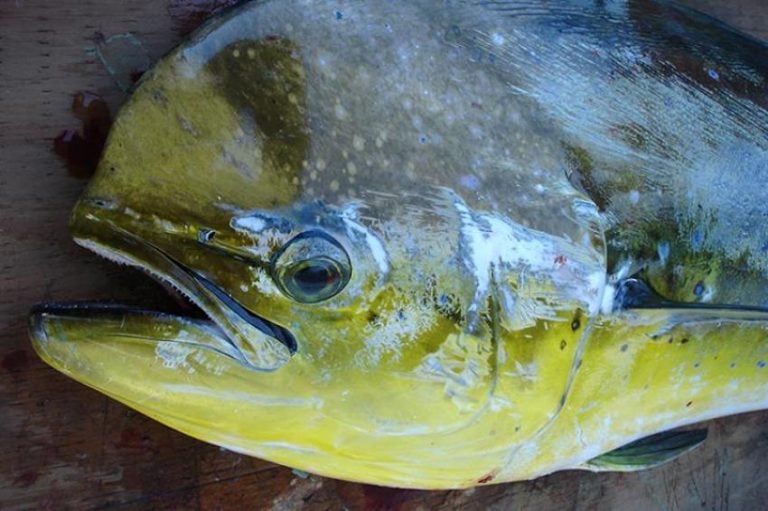 The dorado: Mexico's tropical trophy fish stuck in legal limbo
