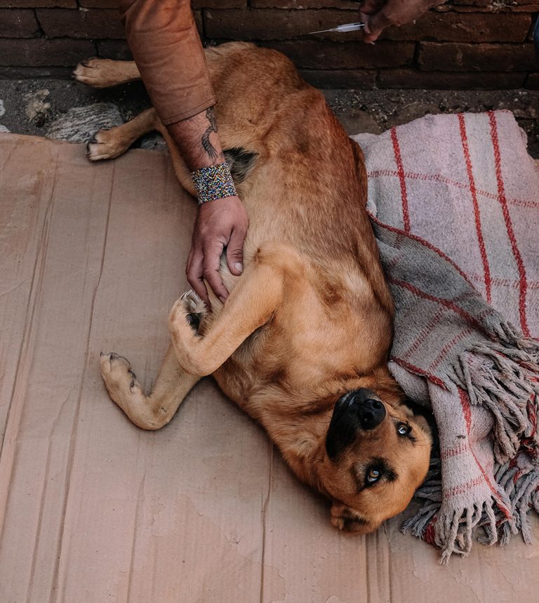 For the love of dogs: how Caravana Canina helps Mexico's strays
