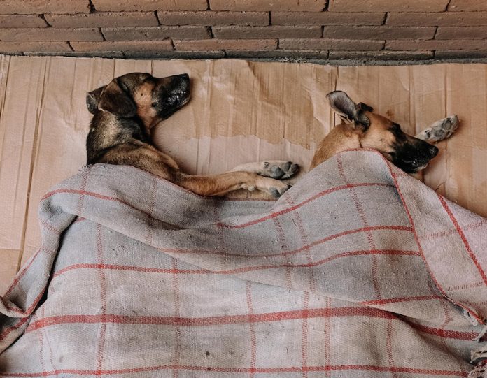 For the love of dogs: how Caravana Canina helps Mexico's strays