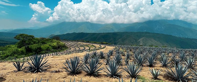 The Agave Rewilding Project: 'It's time we gave something back'