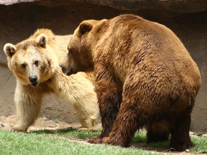 Chapultepec Zoo celebrates 100 years