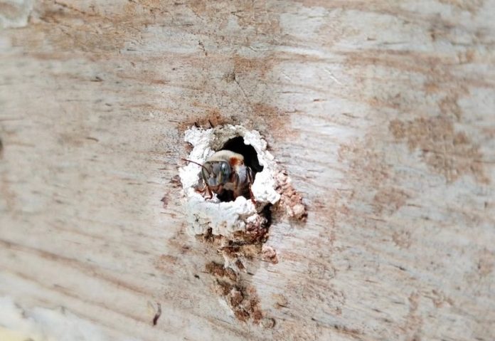 Investigators in Campeche mass bee death blame disease