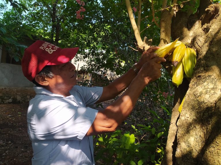 Yucatán youth enlist elders to keep traditional Maya medicine alive