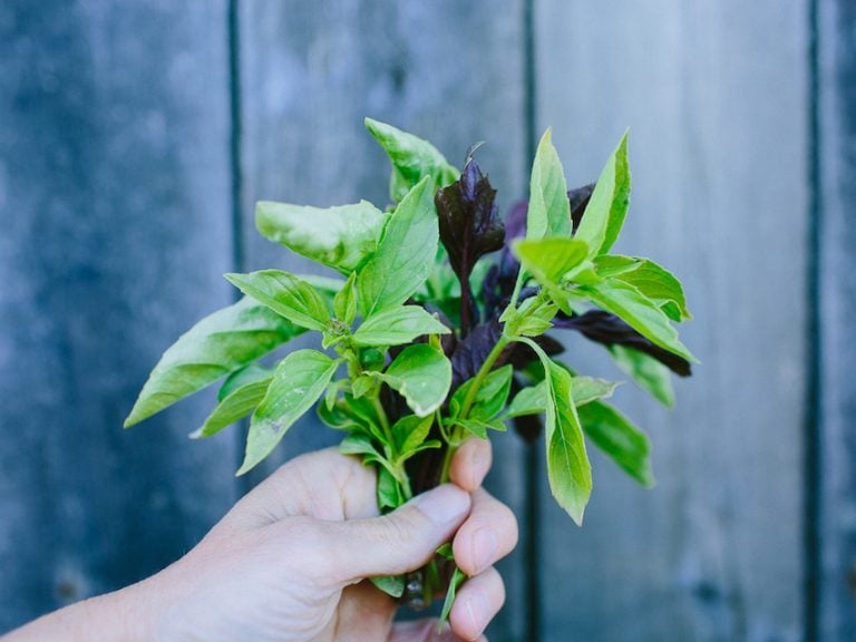 Albahaca, everyone's favorite wonder herb