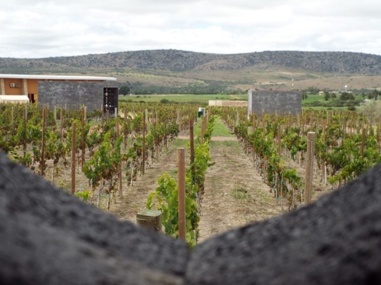 7 award-winning boutique wineries you should know in Guanajuato