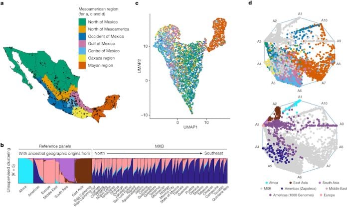 Mexican Biobank project maps Mexico's genetic diversity