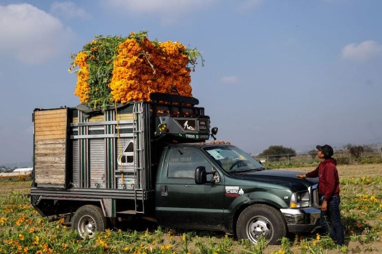 Curious about cempasúchil, the iconic Day of the Dead flower?