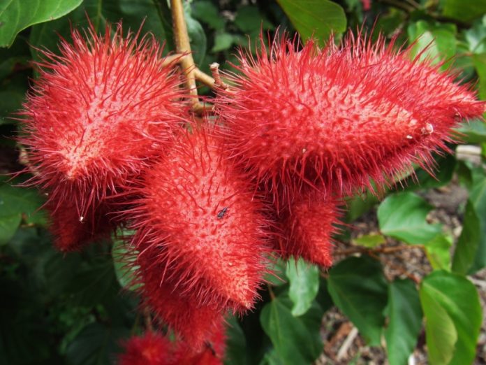 Boost your health the natural way with these 6 Mexican spices