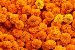 Curious about cempasúchil, the iconic Day of the Dead flower?