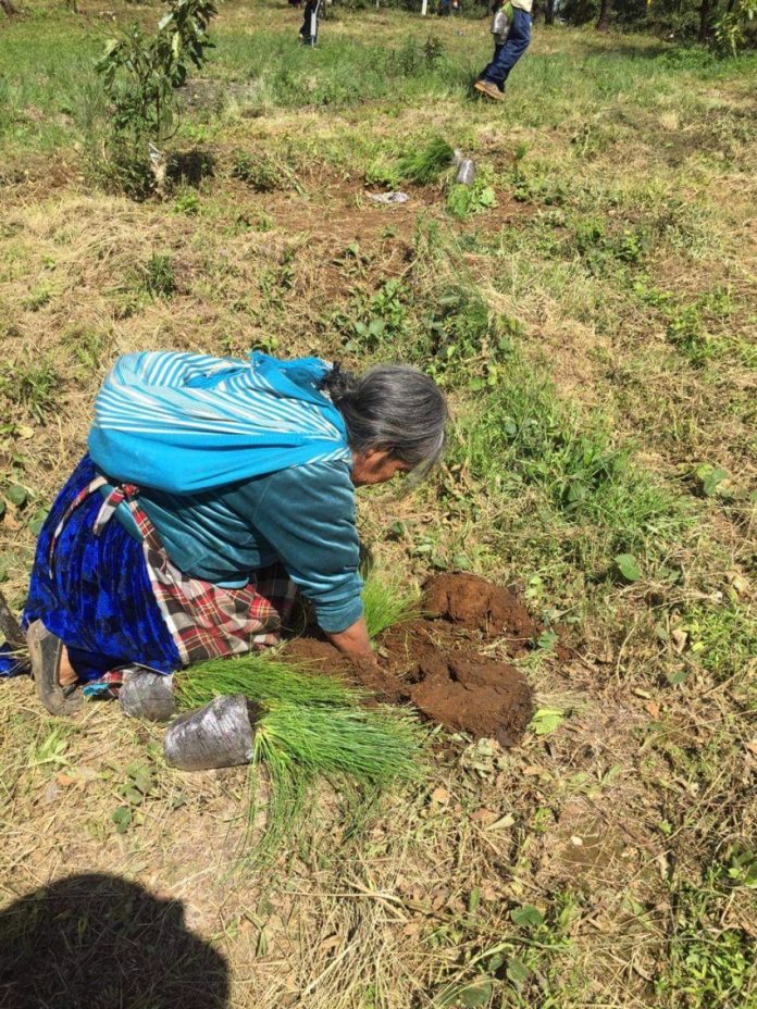 Saving Michoacán forests: Purépechas plant millions of trees