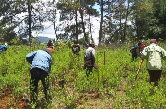 Saving Michoacán forests: Purépechas plant millions of trees