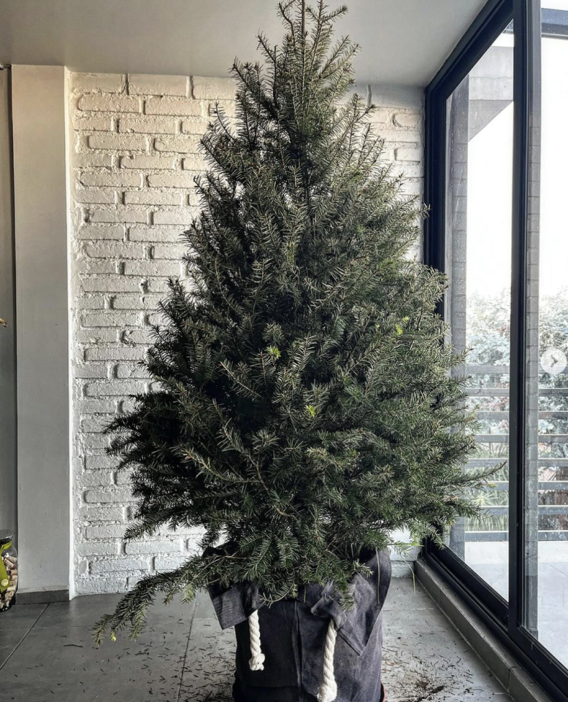 Make the eco-friendly decision this Christmas with a natural tree