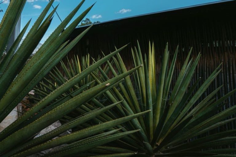 How to order mezcal for your best experience