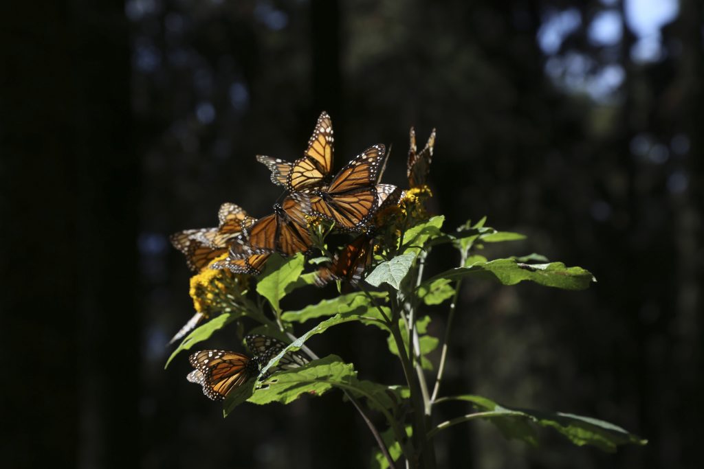 Survey of monarch butterfly colonies in Mexico shows steep decline