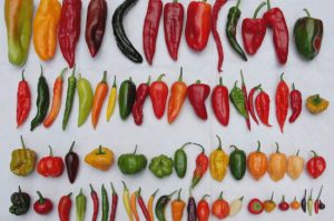 Mexican Chile Peppers 101: Everything you need to know
