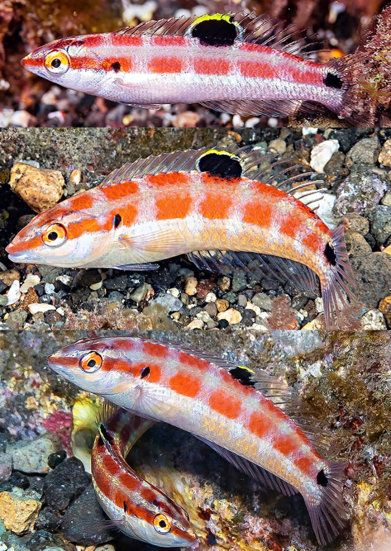 New tropical fish species discovered in Mexico's Pacific waters