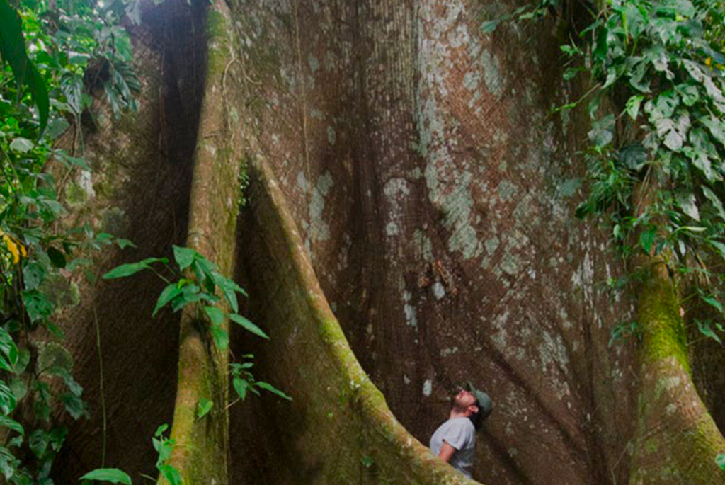 How you can save Mexico's wild Lacandon Jungle
