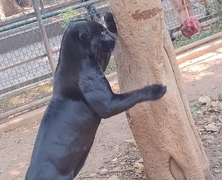 Mérida zoo popsicles help animals beat the heat