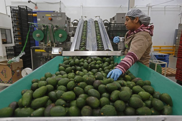 Avocado farming in Mexico has nearly tripled in 40 years