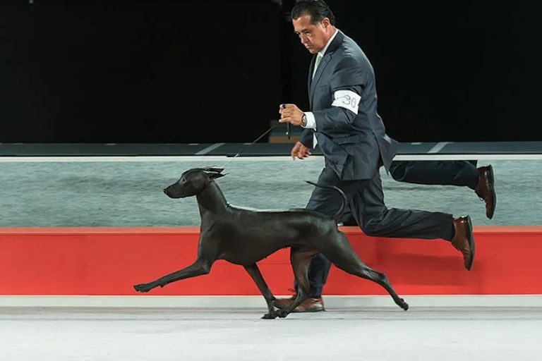 What is the Xoloitzcuintle, Mexico's hairless hound?