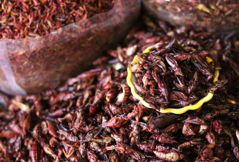 The most unusual Mexican food