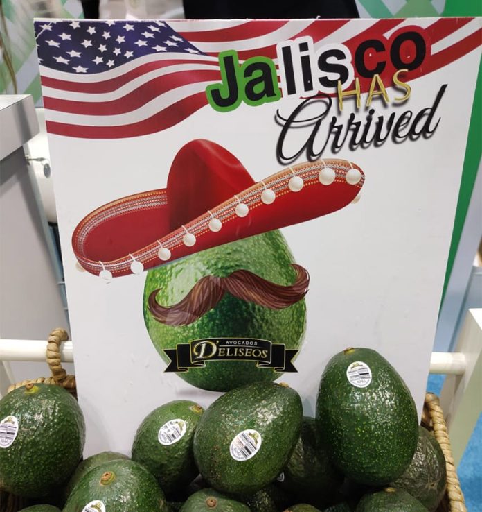 Jalisco, Michoacán ramp up avocado exports for Cinco de Mayo