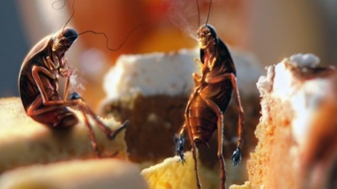 The Mexican cockroach - an appreciation of la cucaracha