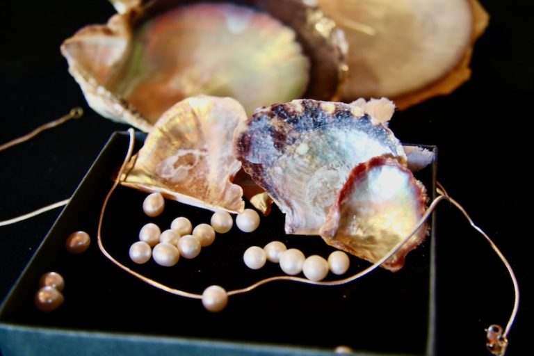 Cómo una granja de perlas de Cozumel produce tesoros únicos – Ultima Fuente