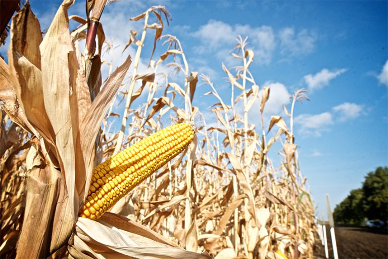 Mexico wins 4-year battle against Monsanto over GM corn ban