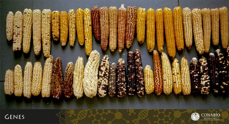 Mexico in Numbers: Agriculture