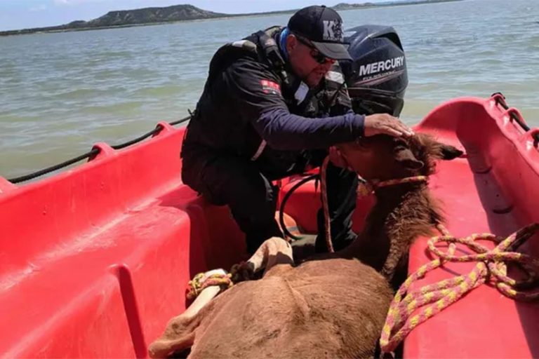Over 40 stranded horses rescued from Nuevo León dam