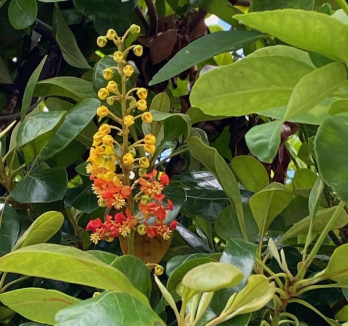 Mexican nance: The fruit that tastes like cheese