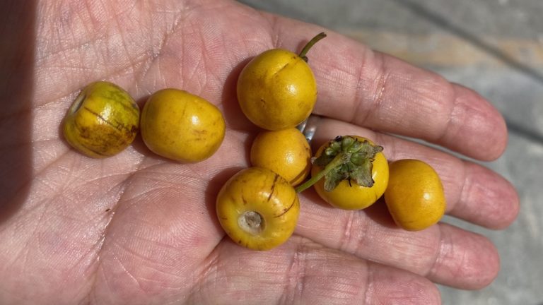 Mexican nance: The fruit that tastes like cheese