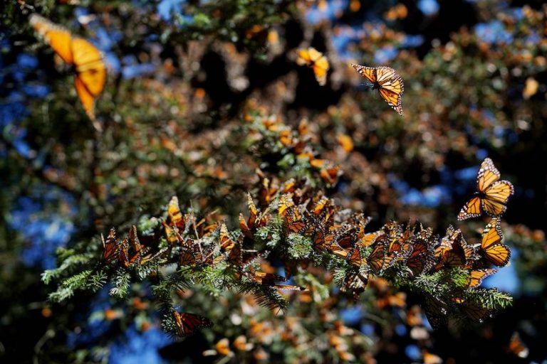 The Mexican scientists 'moving mountains' for migrating monarchs
