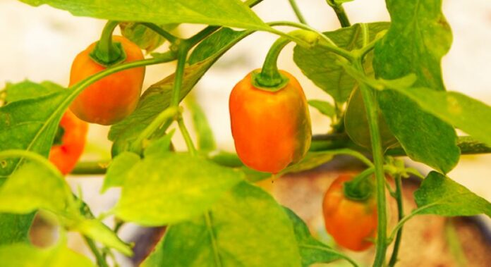 Taste of Mexico: Habanero chilis