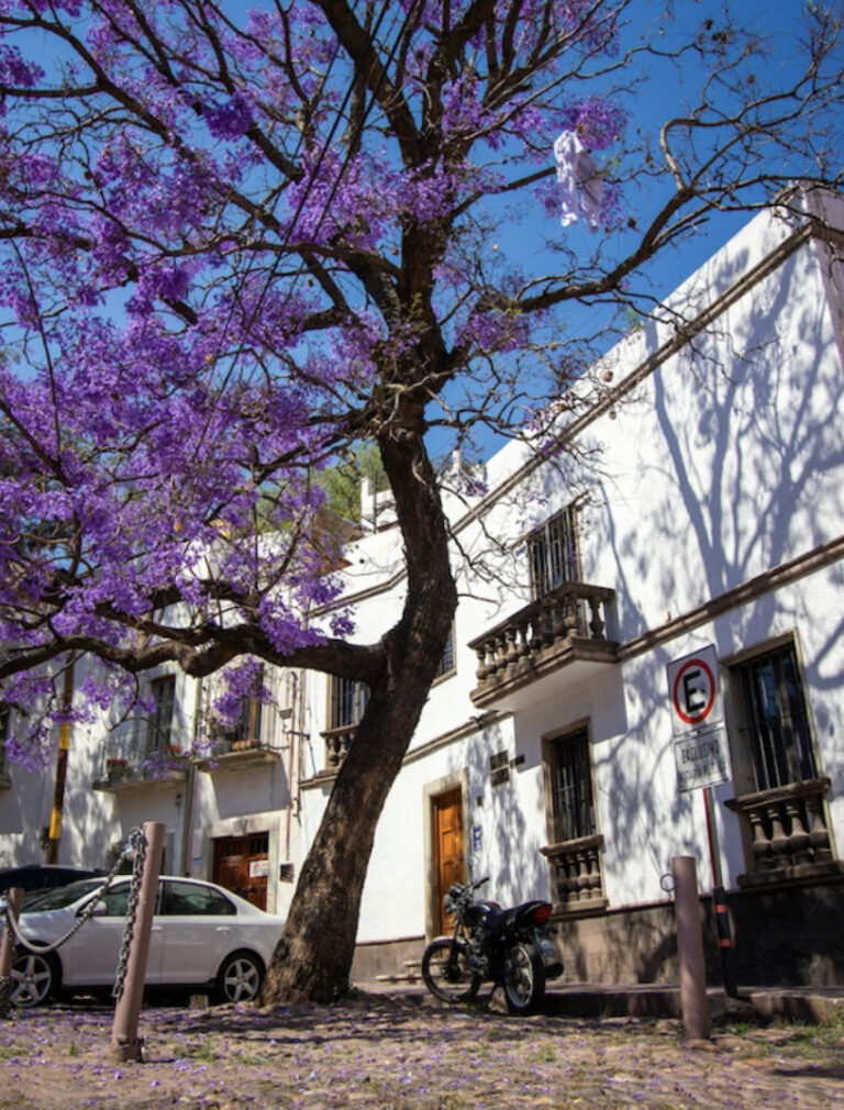 Where to see jacarandas in Mexico City