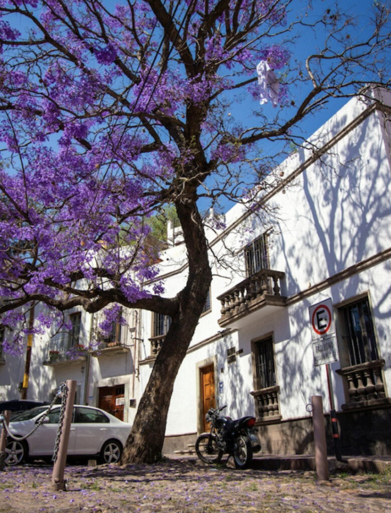 Where to see jacarandas in Mexico City