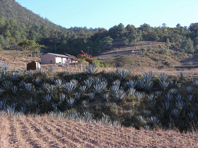 Interoceanic Corridor drives economic boom in Oaxaca, Mexico
