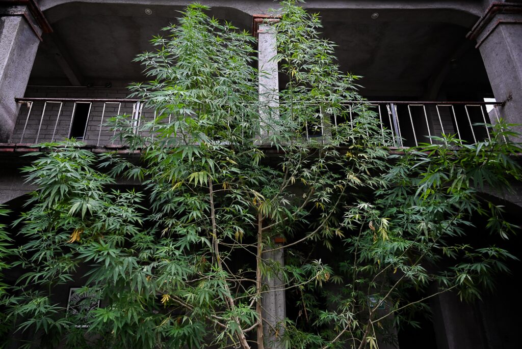 Inside Club Botánico Rosa María, Oaxaca's cannabis oasis